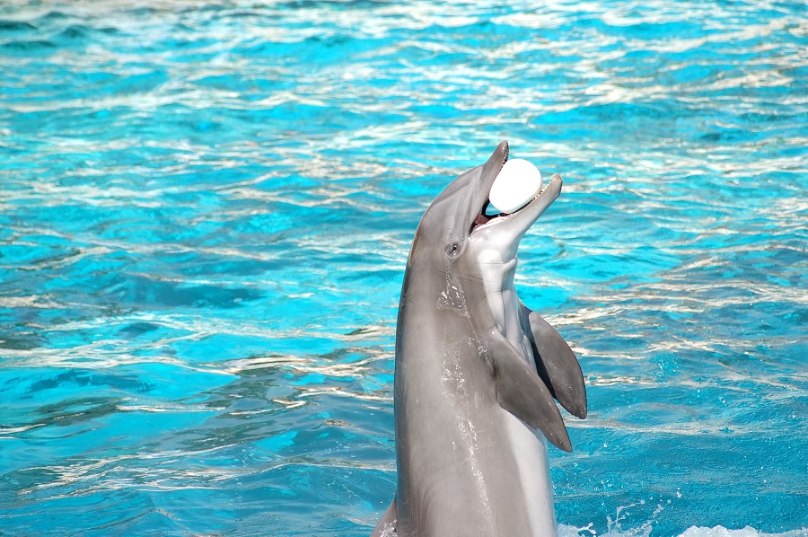 Exploring the Enchanting Wonders of Dolphin Cove